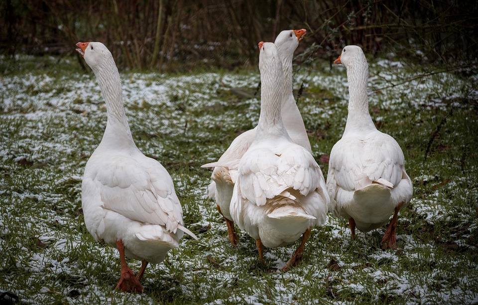 Birds Goose Ornithology - Free photo on Pixabay