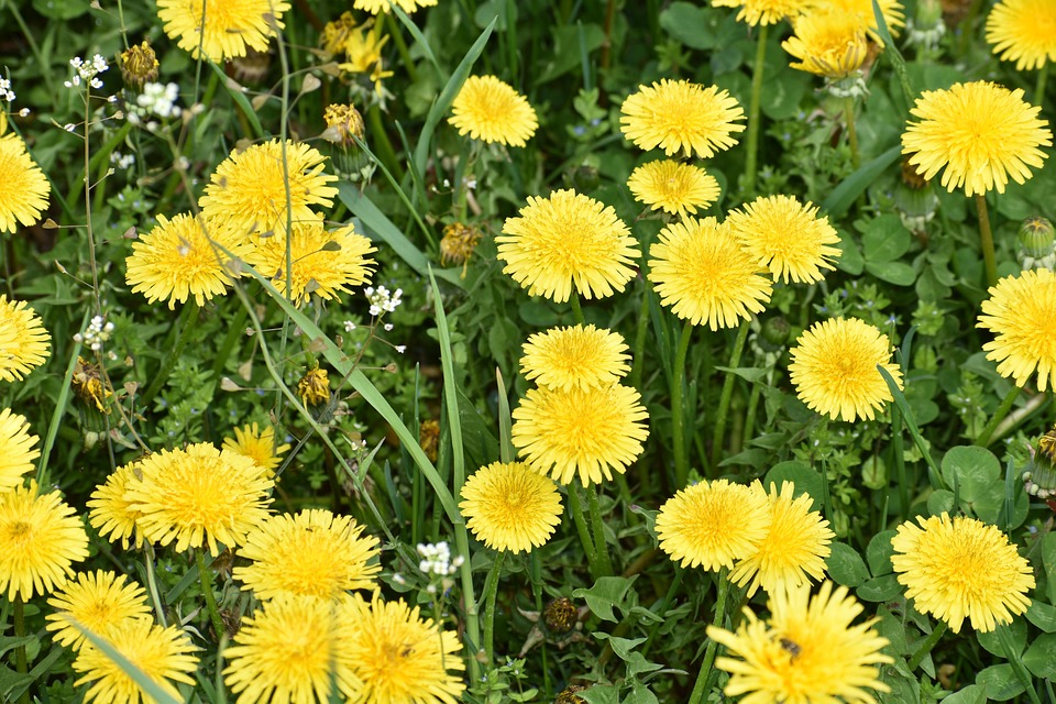Dandelions Flowers Garden Yellow - Free photo on Pixabay - Pixabay