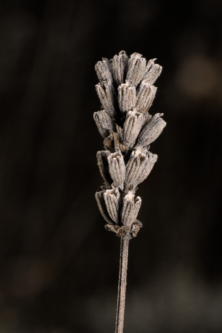 Lavender Flower Botany - Free photo on Pixabay - Pixabay