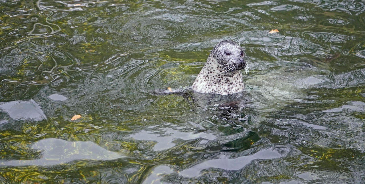 Seal Mammal Aquatic Animal - Free photo on Pixabay - Pixabay