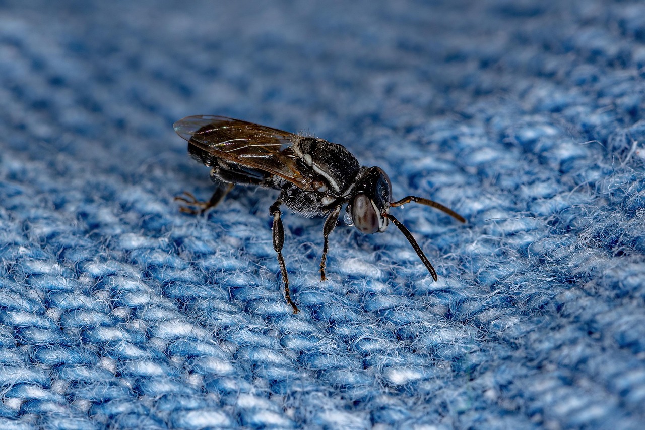 Insecte Voler Entomologie - Photo gratuite sur Pixabay - Pixabay