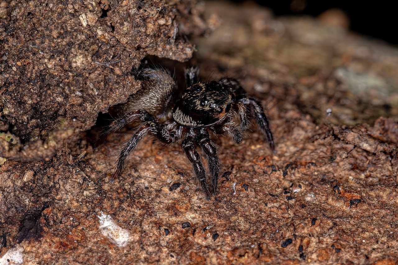 Inseto Aranha Entomologia - Foto gratuita no Pixabay - Pixabay