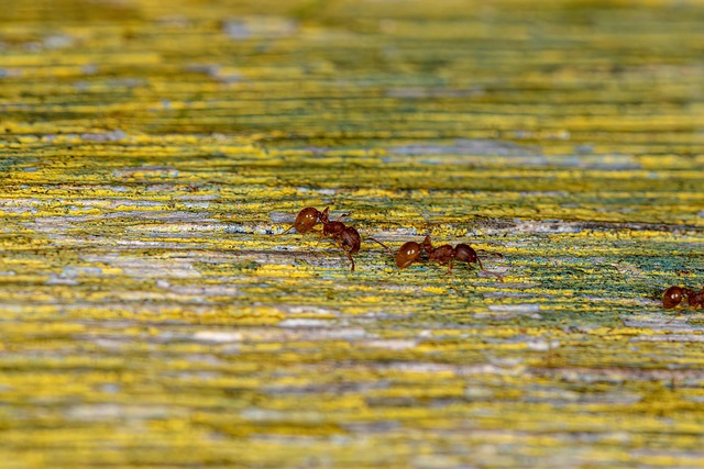 Insecte Fourmis Entomologie - Photo gratuite sur Pixabay - Pixabay