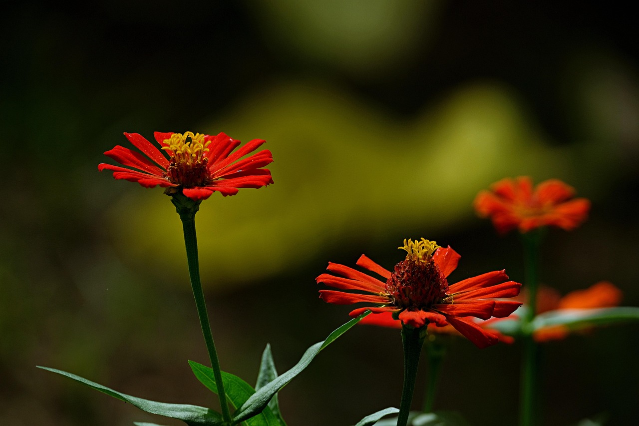 Zinnia Flowers