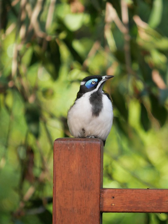 Bird Ornithology Honeyeater - Free photo on Pixabay - Pixabay