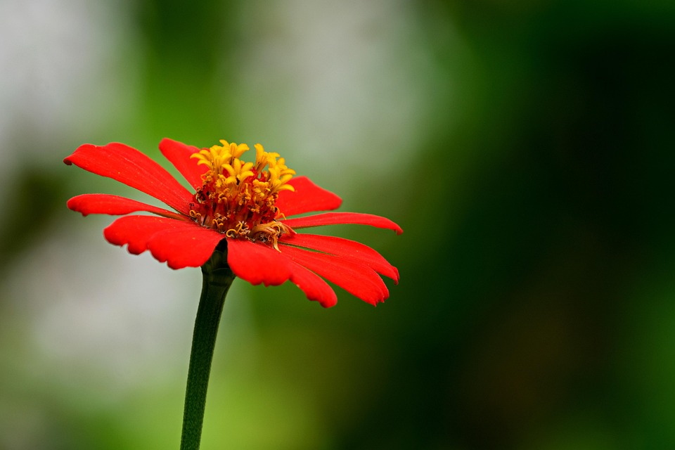 Zinnia Fleur Plantes - Photo gratuite sur Pixabay
