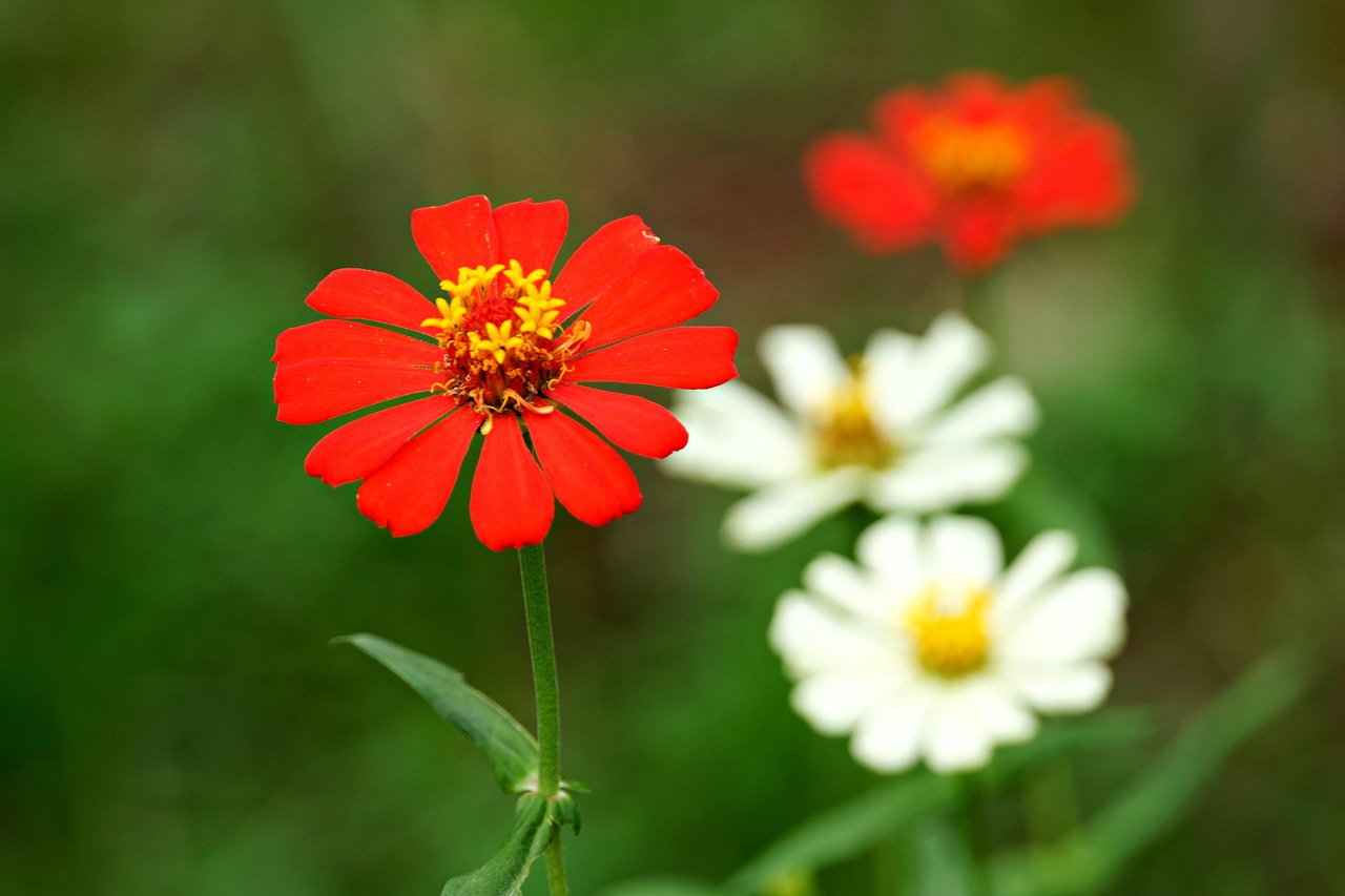 Zinnia Fleur Plantes - Photo gratuite sur Pixabay - Pixabay