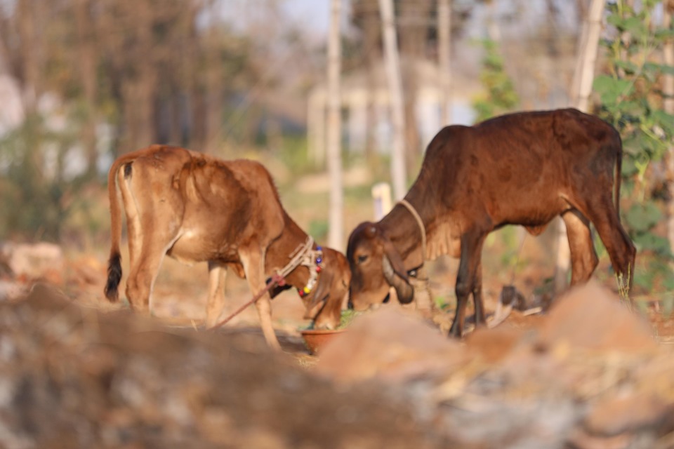 Vaca Gado Vacas - Foto gratuita no Pixabay - Pixabay