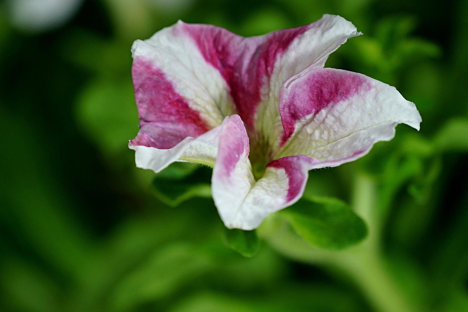 Petunia Flor Jardín - Foto gratis en Pixabay - Pixabay