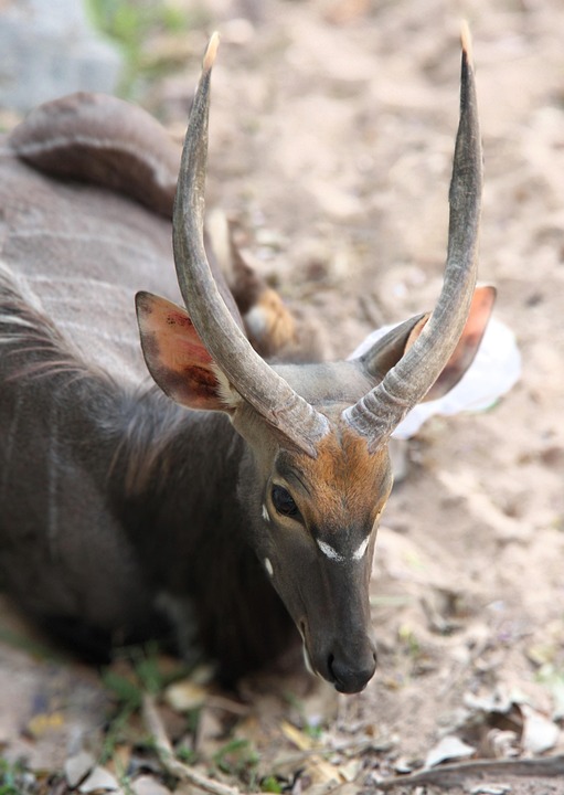 Animal Deer Mammal - Free photo on Pixabay - Pixabay