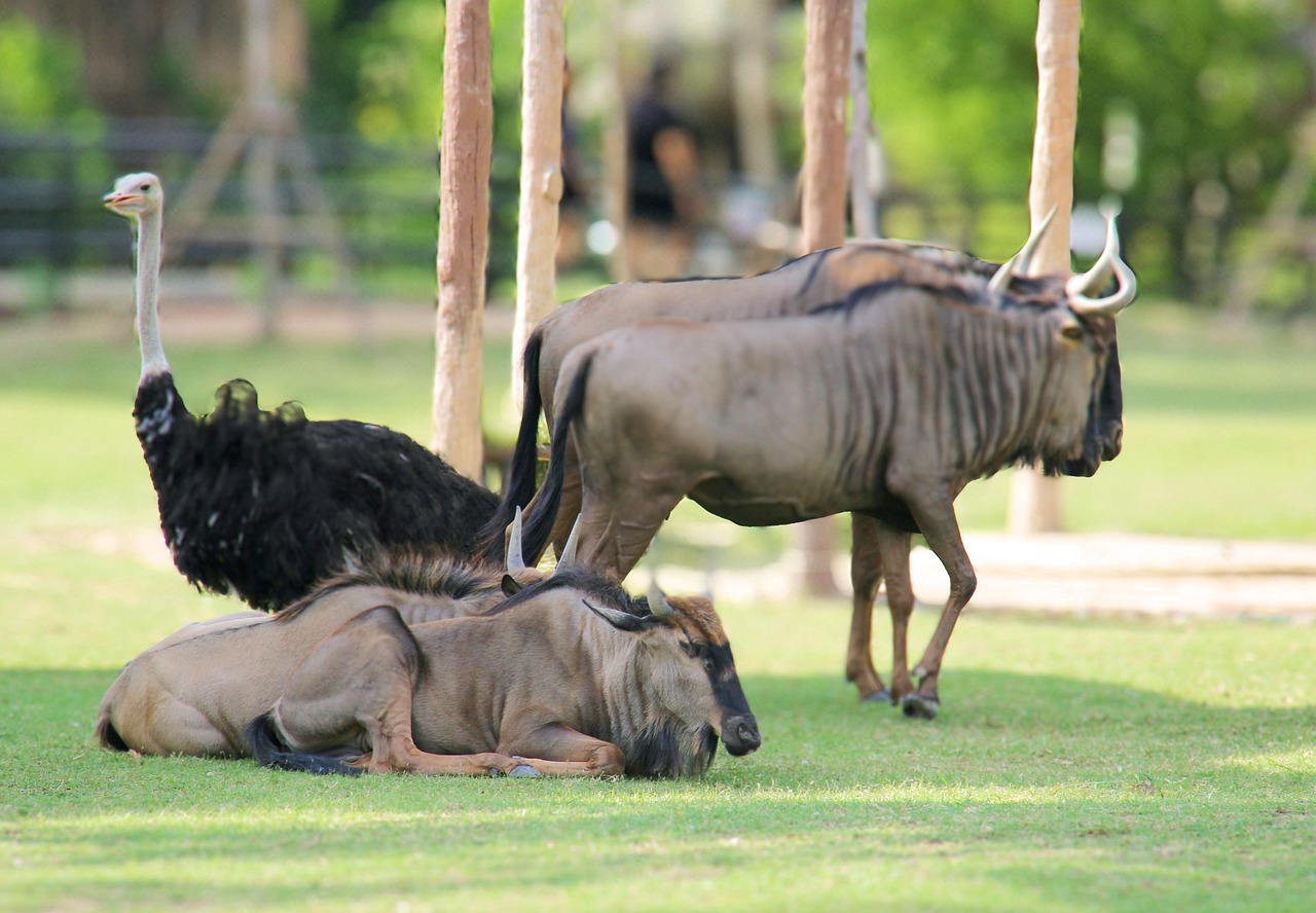 Gnus Azuis Animais Avestruz - Foto gratuita no Pixabay - Pixabay