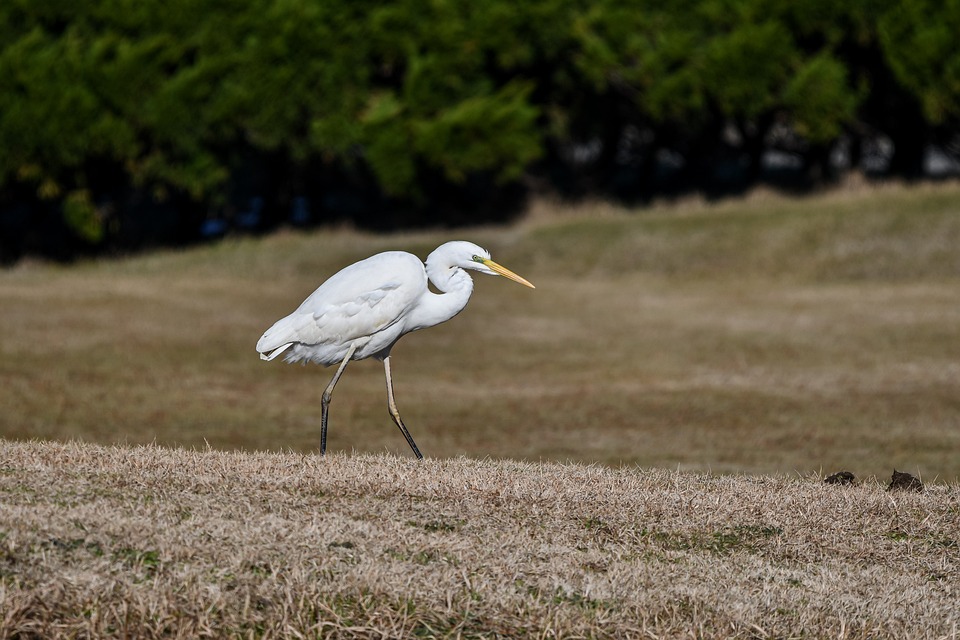 Great Egret Bird Animal - Free photo on Pixabay