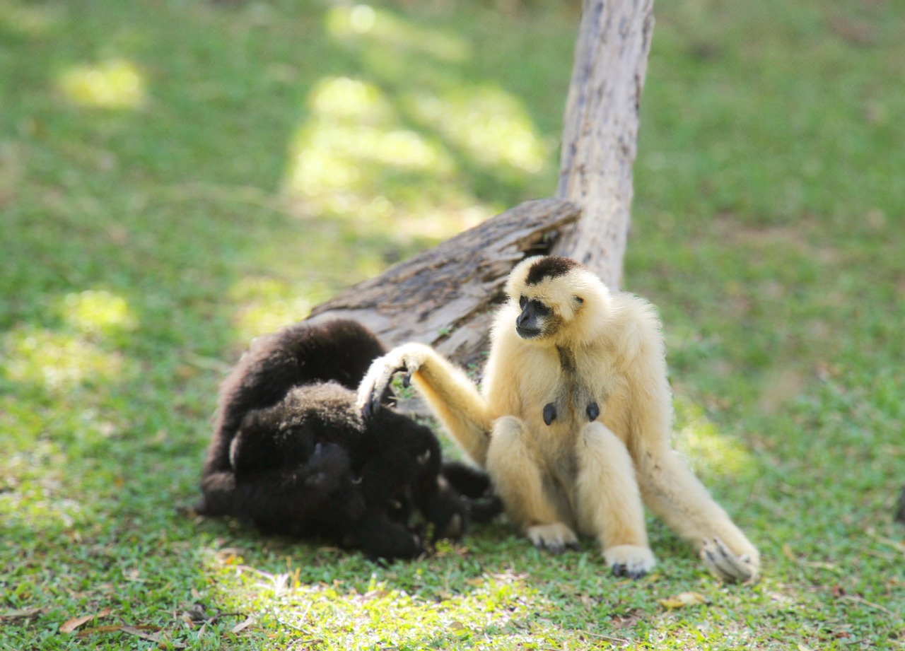 Animal Macaco Primata - Foto gratuita no Pixabay - Pixabay
