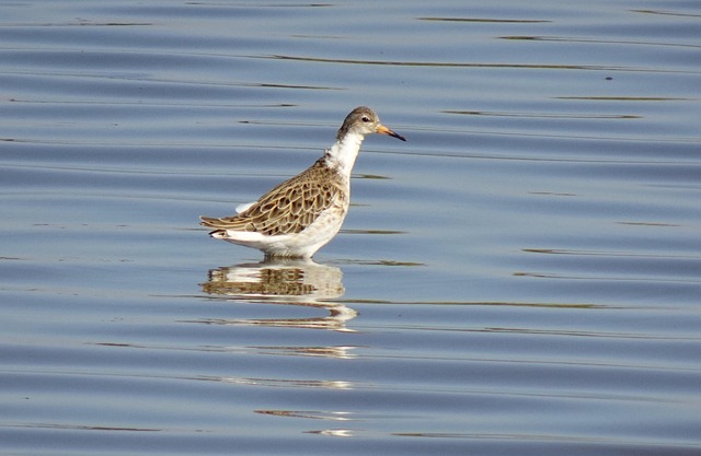 Bird Ruff Wading Calidris - Free photo on Pixabay - Pixabay