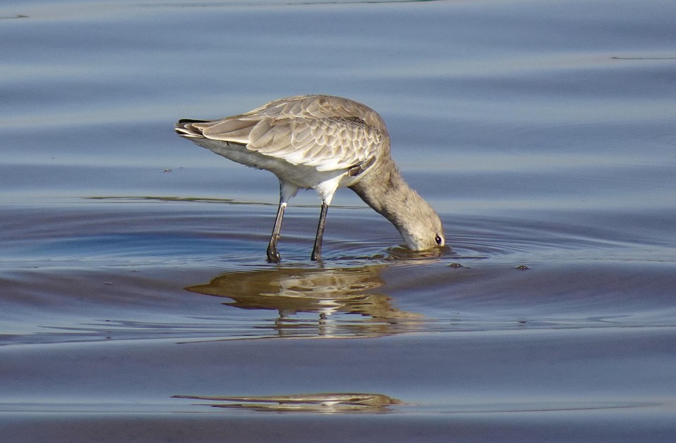 Black-Tailed Godwit Bird Animal - Free photo on Pixabay - Pixabay