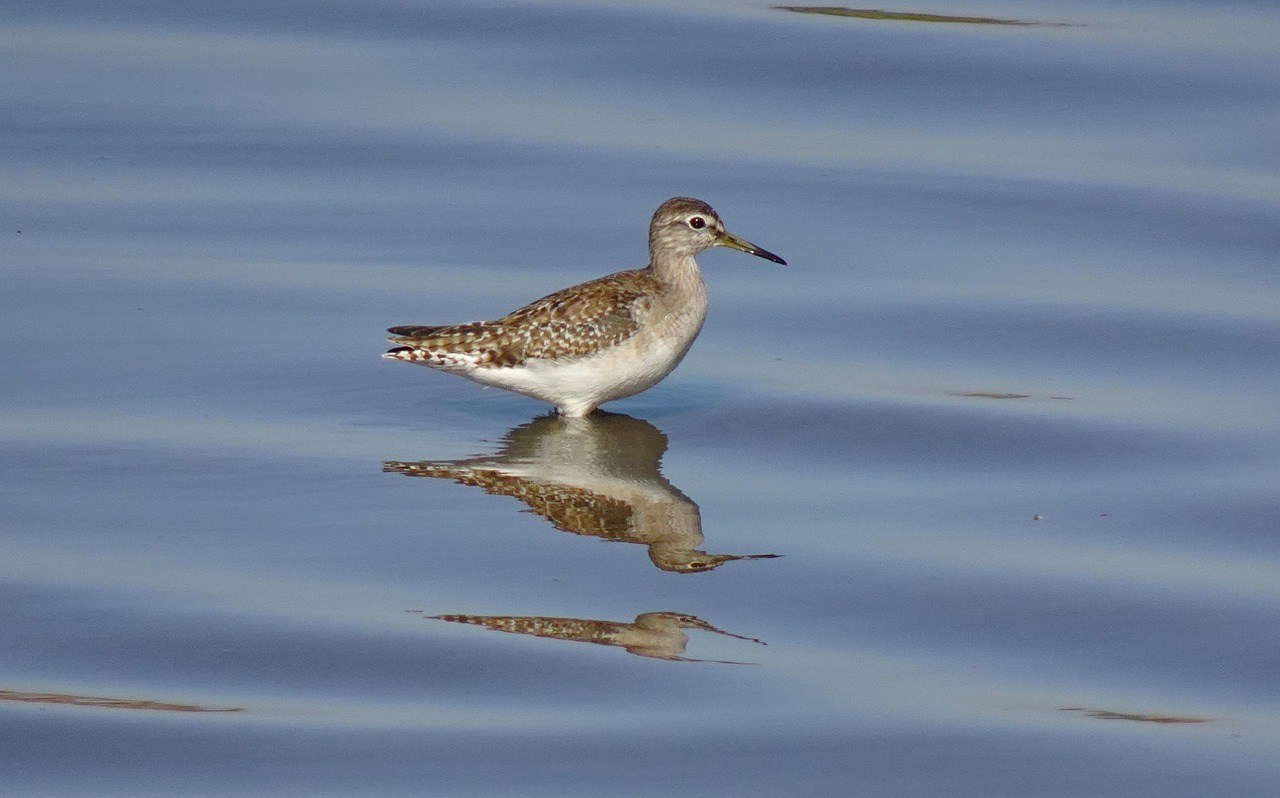 200+ Free Sandpiper & Bird Images - Pixabay