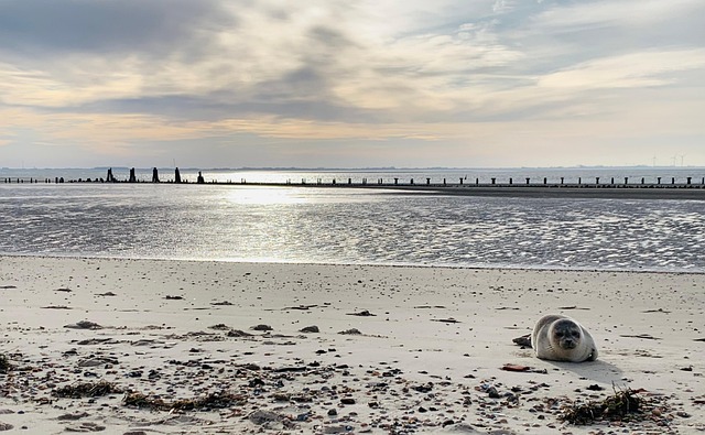 Foca Playa Arena - Foto gratis en Pixabay