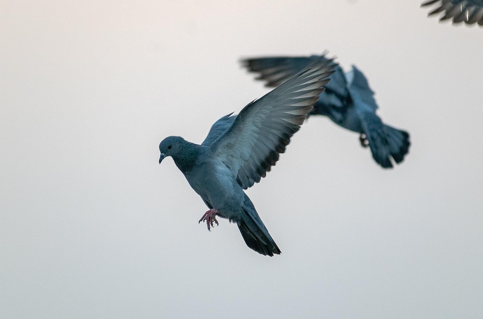 Pigeons Colombes Des Oiseaux En - Photo gratuite sur Pixabay - Pixabay