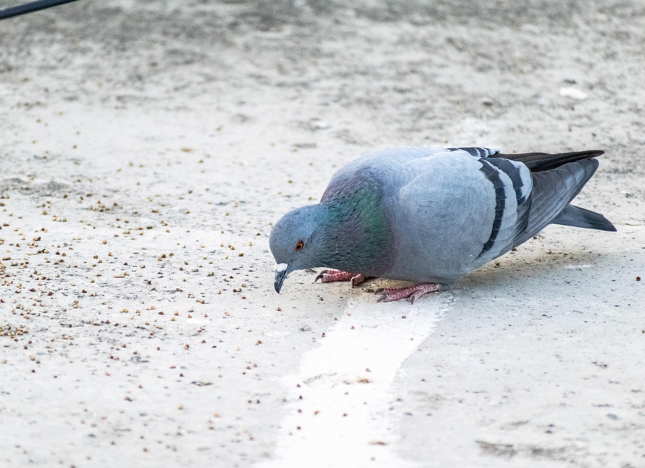 Pigeon Bird Feeding - Free photo on Pixabay