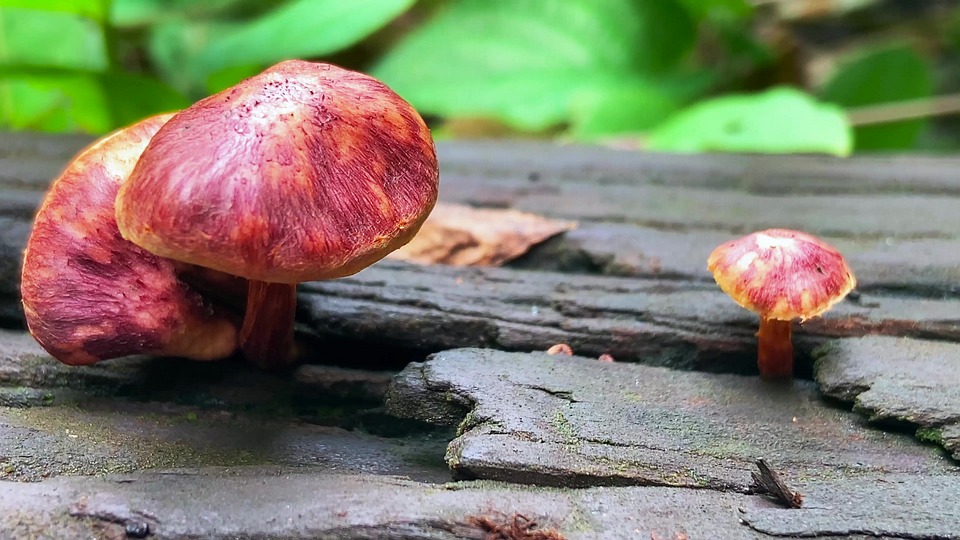 Mushroom Fungus Fungi Natural - Free photo on Pixabay - Pixabay