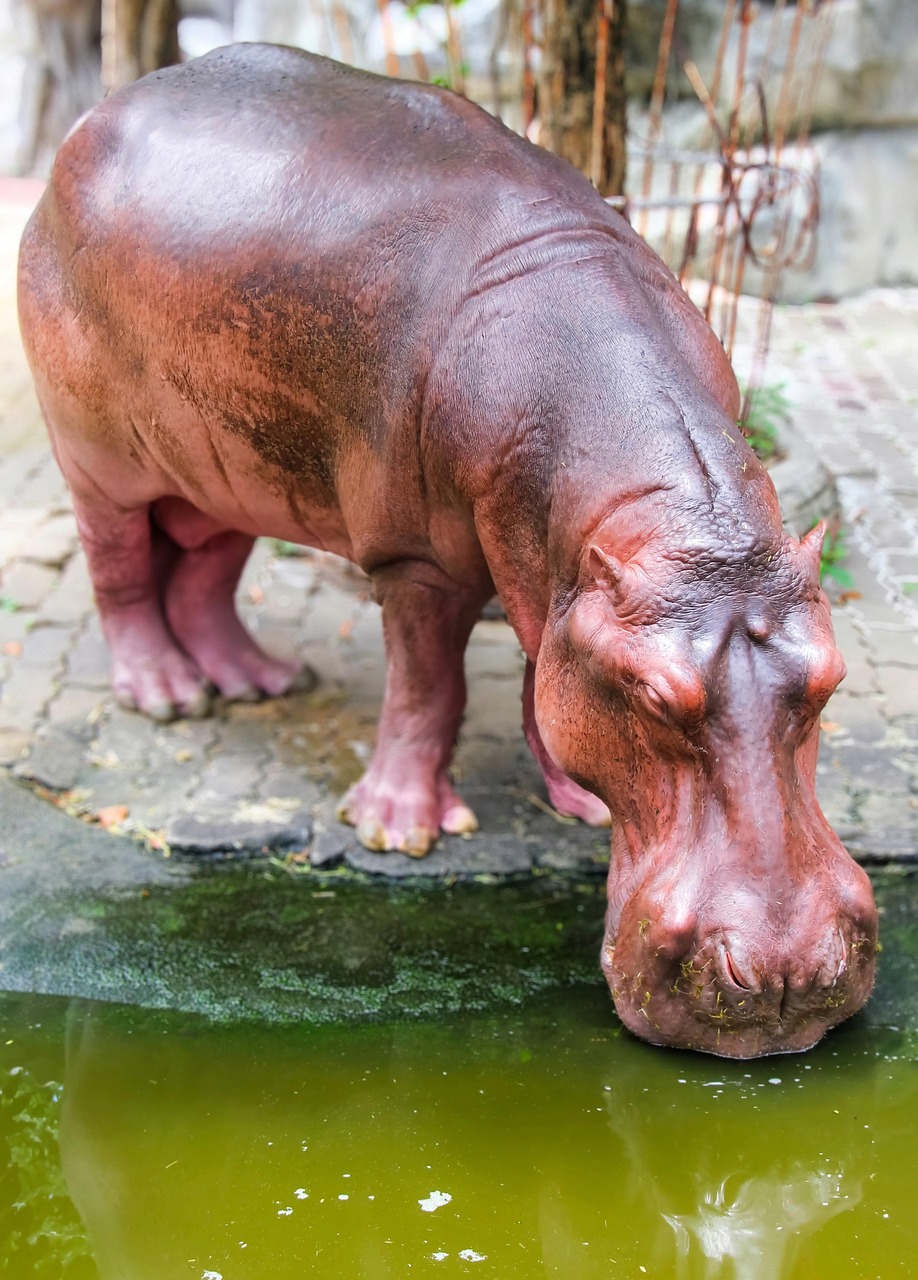 Animal Hippo Mammal - Free photo on Pixabay
