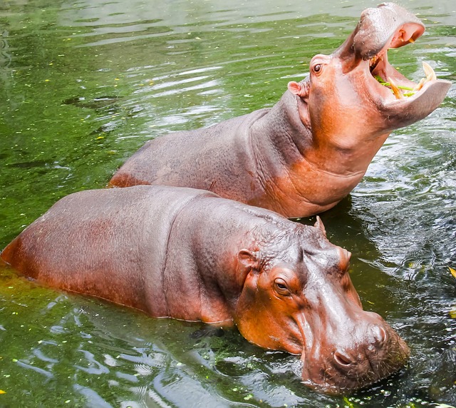Animal Hippopotamus Mammal - Free photo on Pixabay - Pixabay