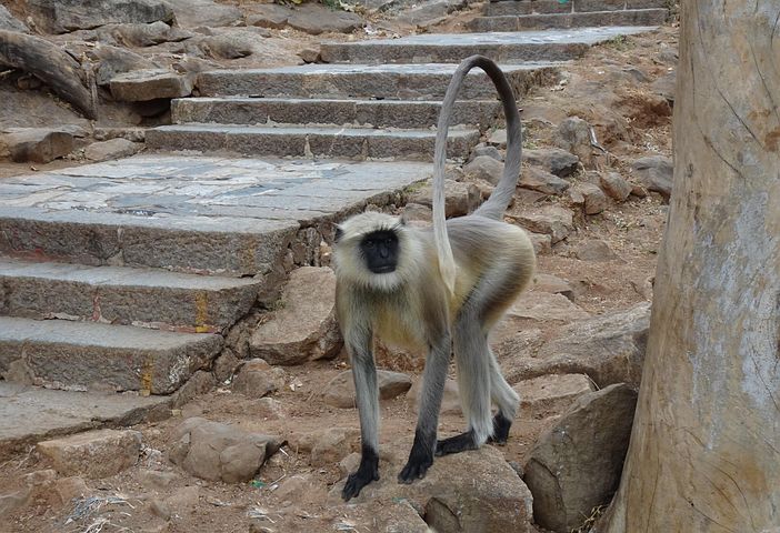 100+ Free Hanuman & Langur Images - Pixabay