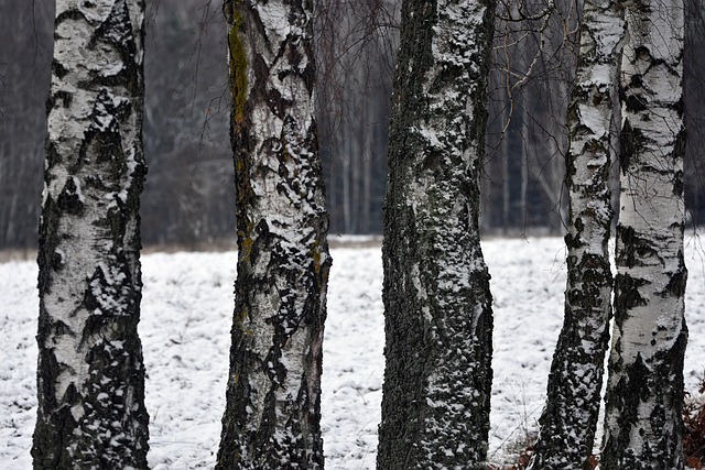 1,000+ Free Birch_Trees & Birch Trees Images - Pixabay