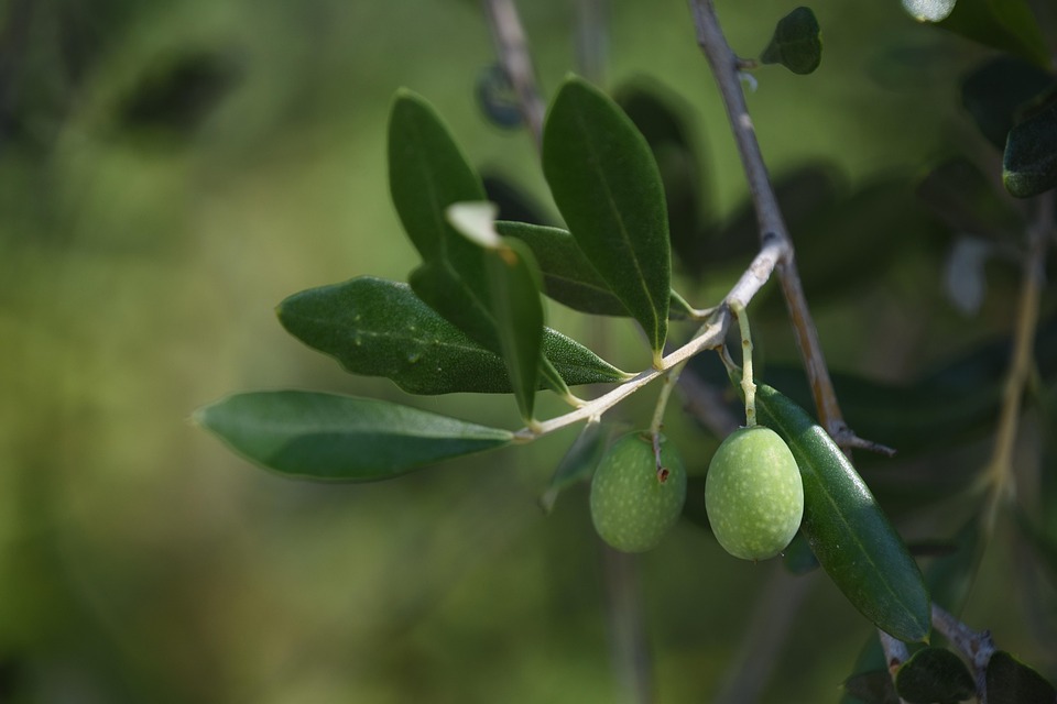 Olives Olive Tree - Free photo on Pixabay