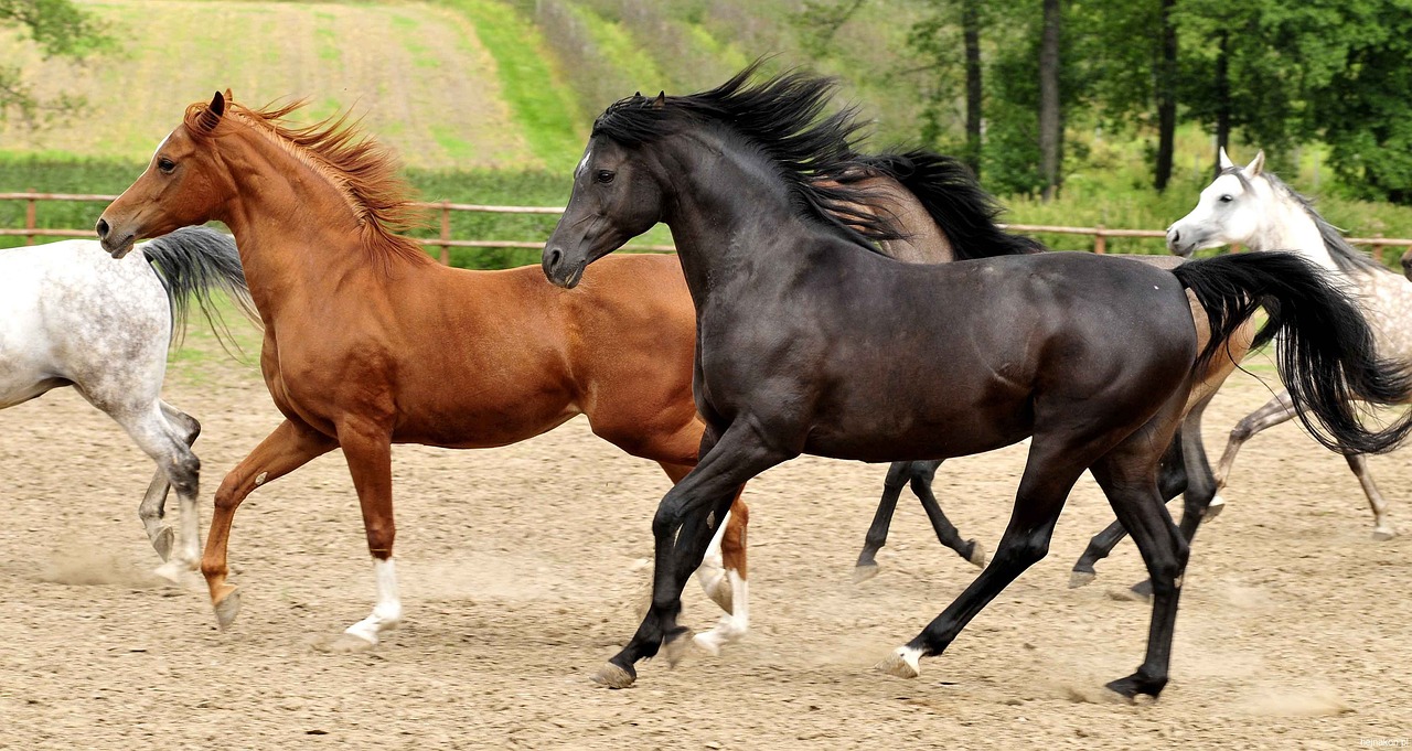 Cavalos Animais Natureza - Foto gratuita no Pixabay - Pixabay
