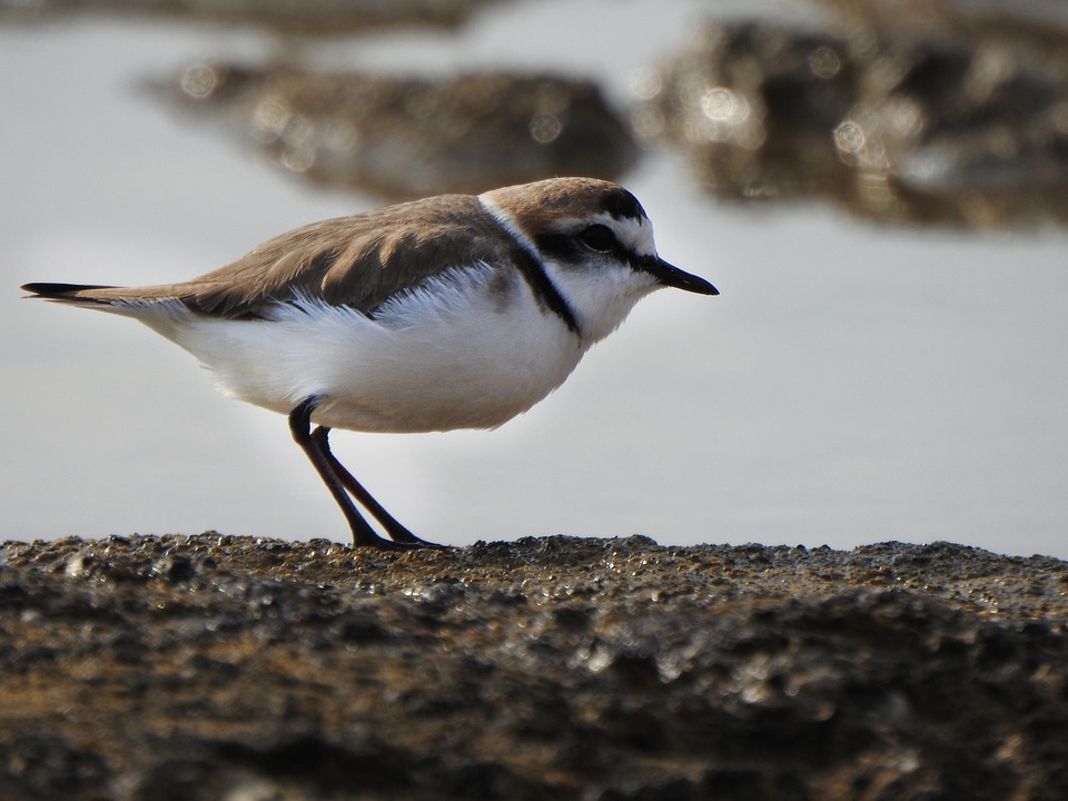 Kentish Plover Bird Animal - Free photo on Pixabay
