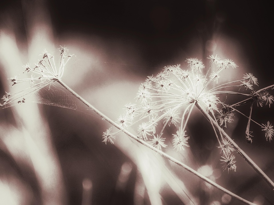 Yarrow Filter Effects Soft Glow - Free photo on Pixabay - Pixabay