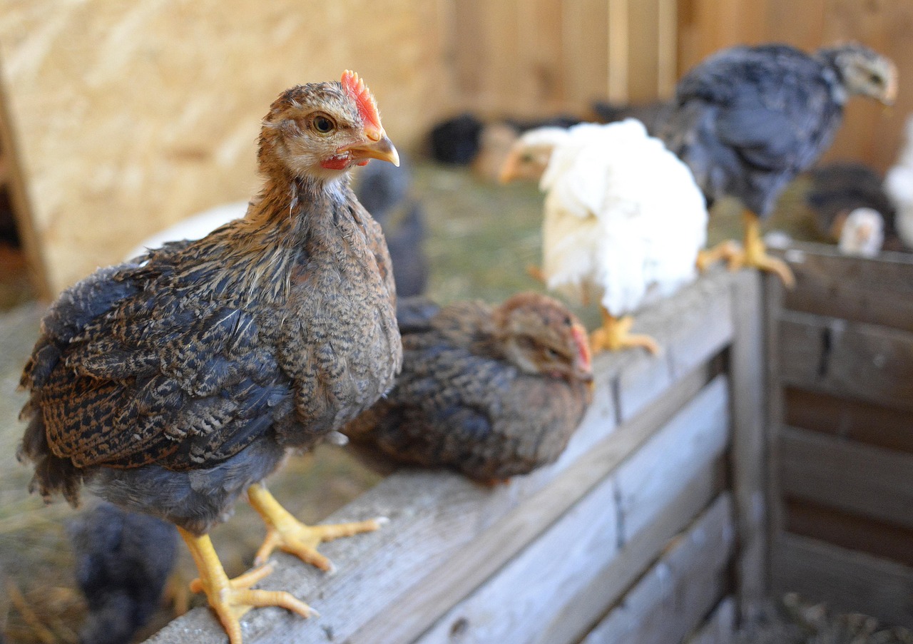 Pollos Aves De Corral Animal - Foto gratis en Pixabay