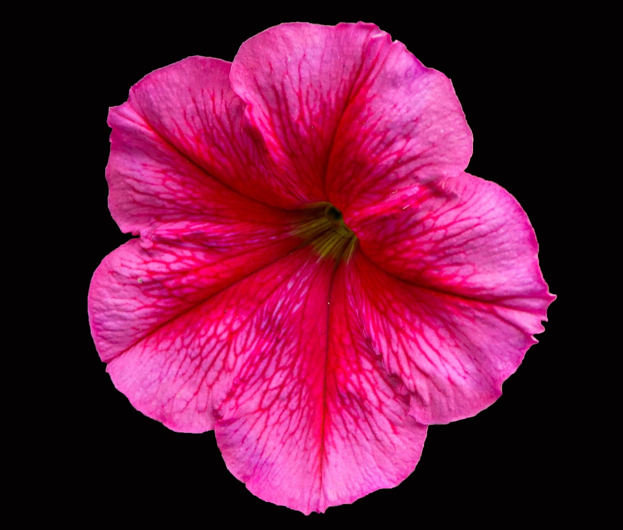 Flower Petunia Bloom - Free photo on Pixabay - Pixabay