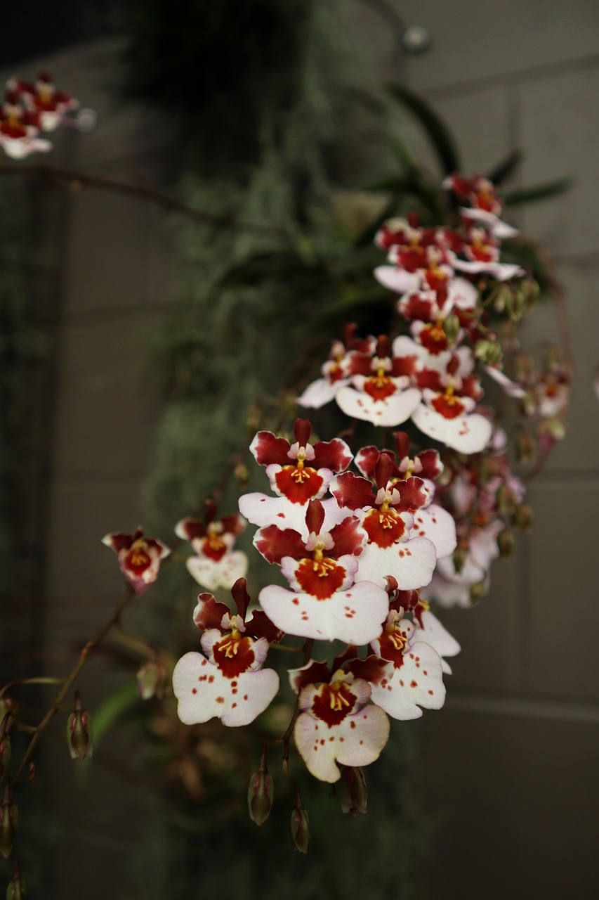 Orchidée Nature Fleur Rouge Et - Photo gratuite sur Pixabay - Pixabay