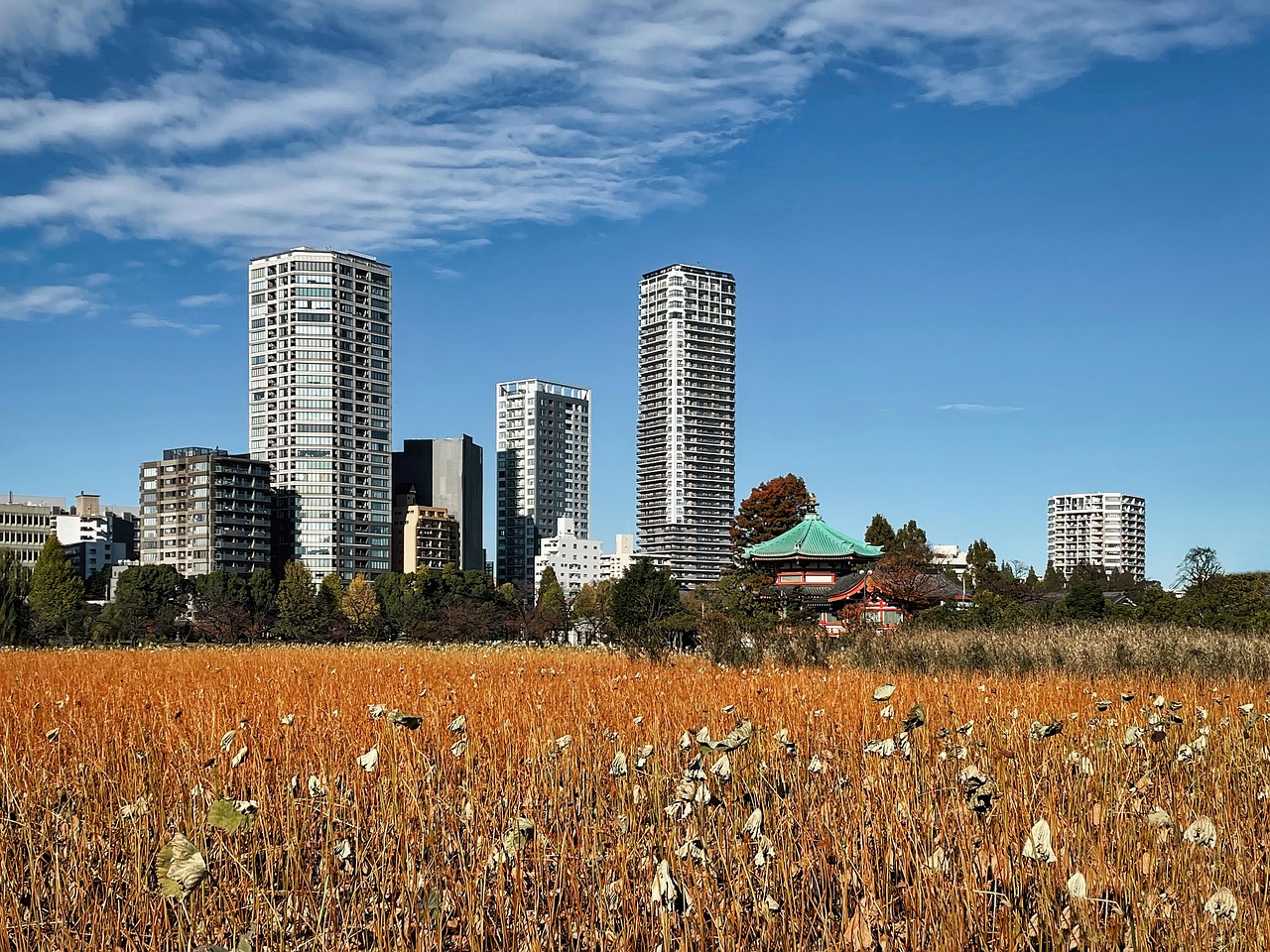 Shinobazu Pond Ueno Park Sonbahar - Pixabay'de ücretsiz fotoğraf - Pixabay