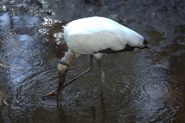 Stork Bird Animal - Free photo on Pixabay