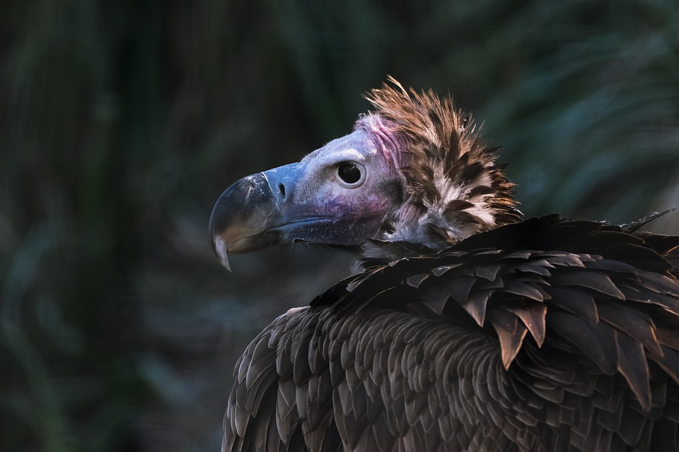 Bird Vulture Eared - Free photo on Pixabay - Pixabay