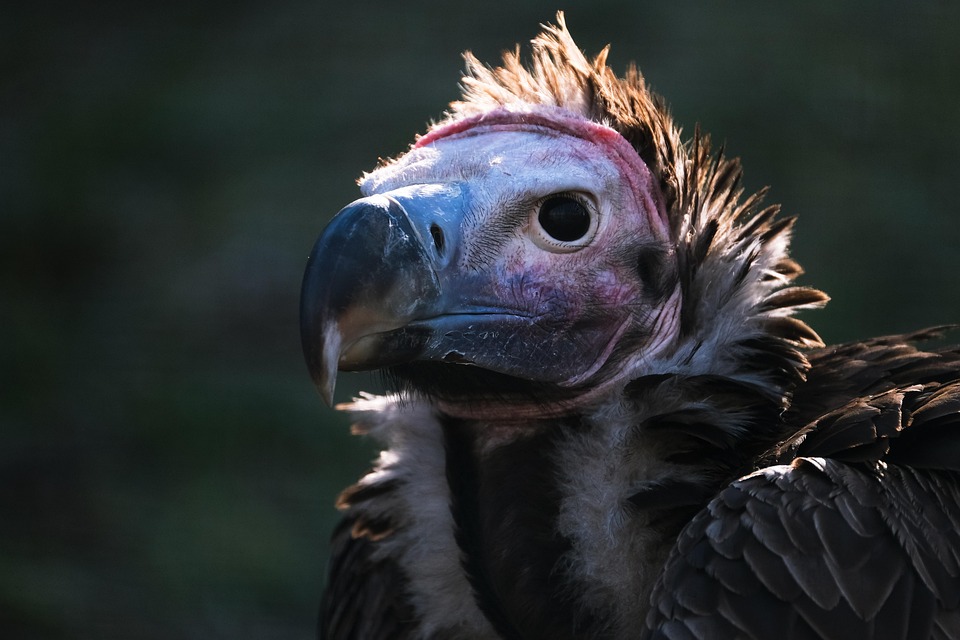 Vulture Bird Eared - Free photo on Pixabay - Pixabay