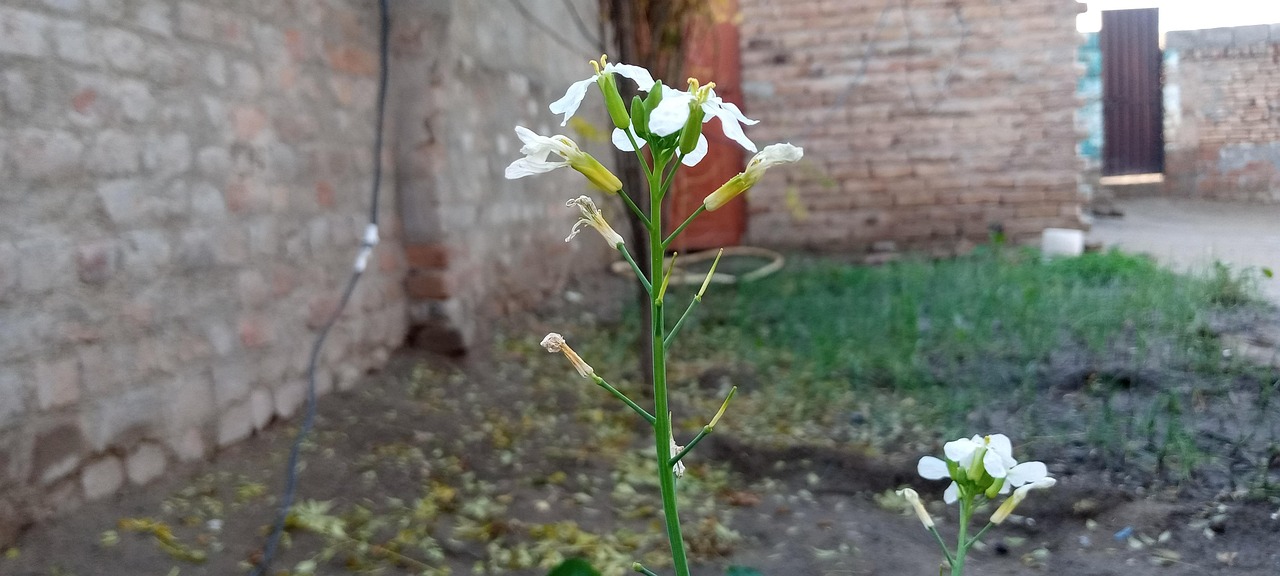 Radish Raphanus Flower - Free photo on Pixabay - Pixabay