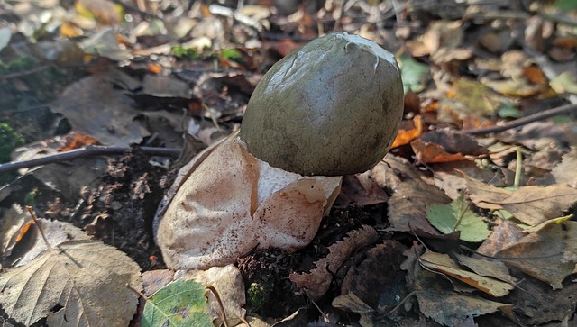 Phallus Morel Champignon - Photo gratuite sur Pixabay - Pixabay
