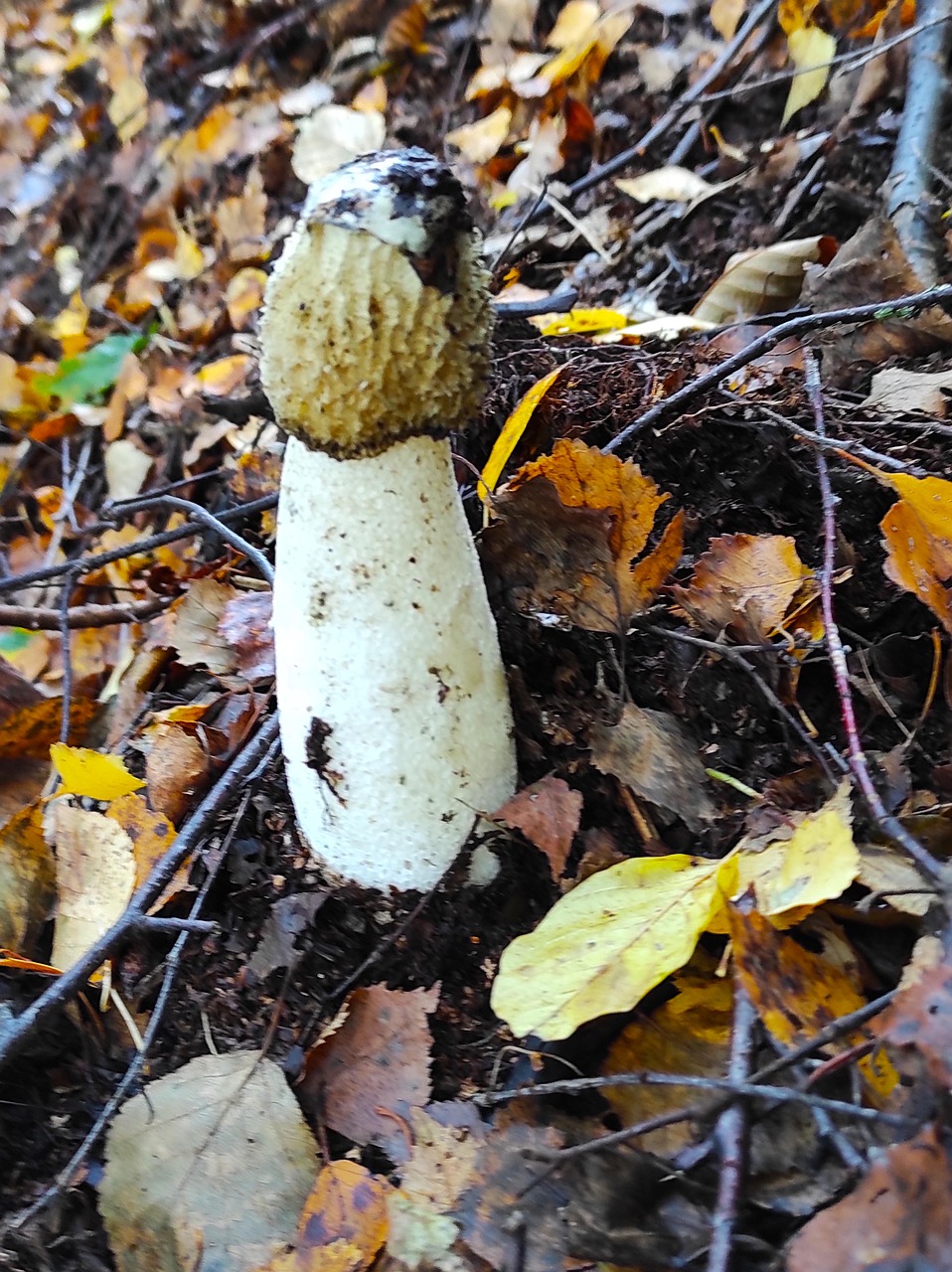 Phallus Stinkmorchel Morel - Photo gratuite sur Pixabay - Pixabay