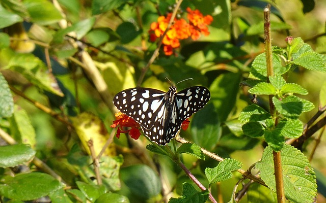 Inseto Borboleta Entomologia Tigre - Foto gratuita no Pixabay - Pixabay