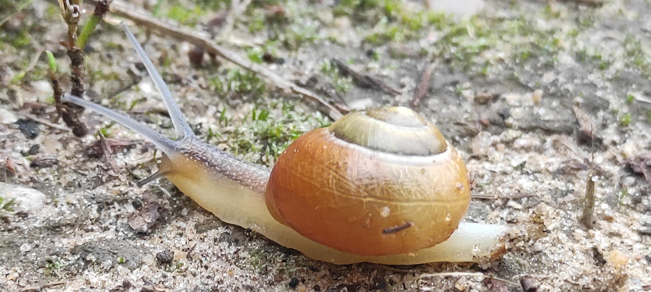 Monacha Cartusiana Escargot - Photo gratuite sur Pixabay - Pixabay