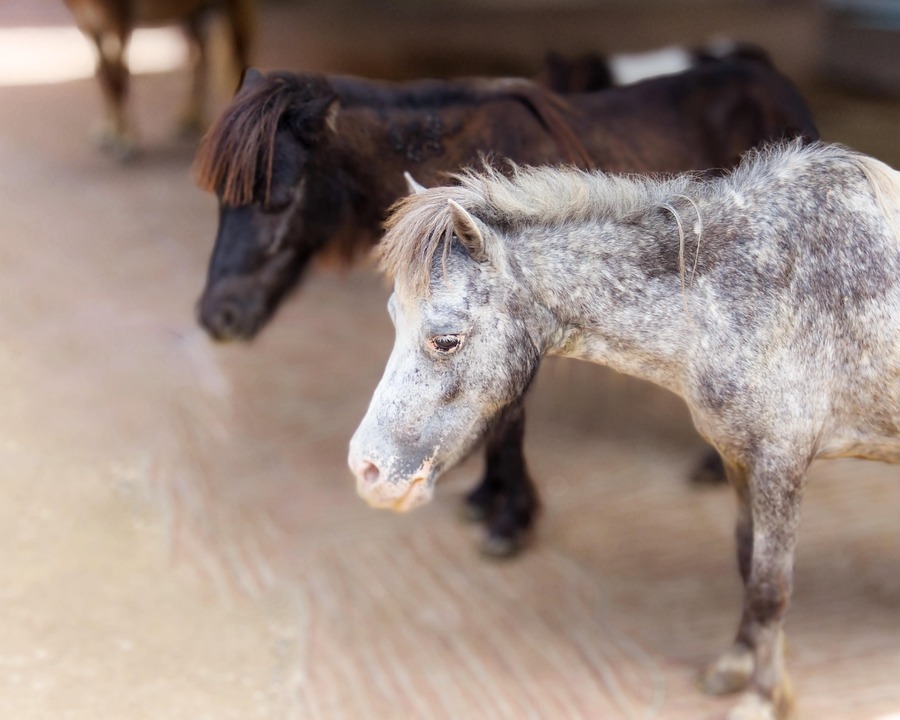 Animal Caballo Mamífero - Foto gratis en Pixabay - Pixabay