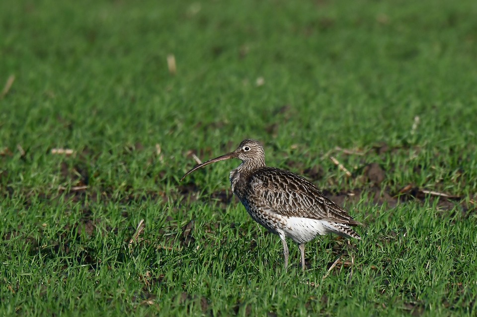 Bird Curlew Ornithology - Free photo on Pixabay - Pixabay
