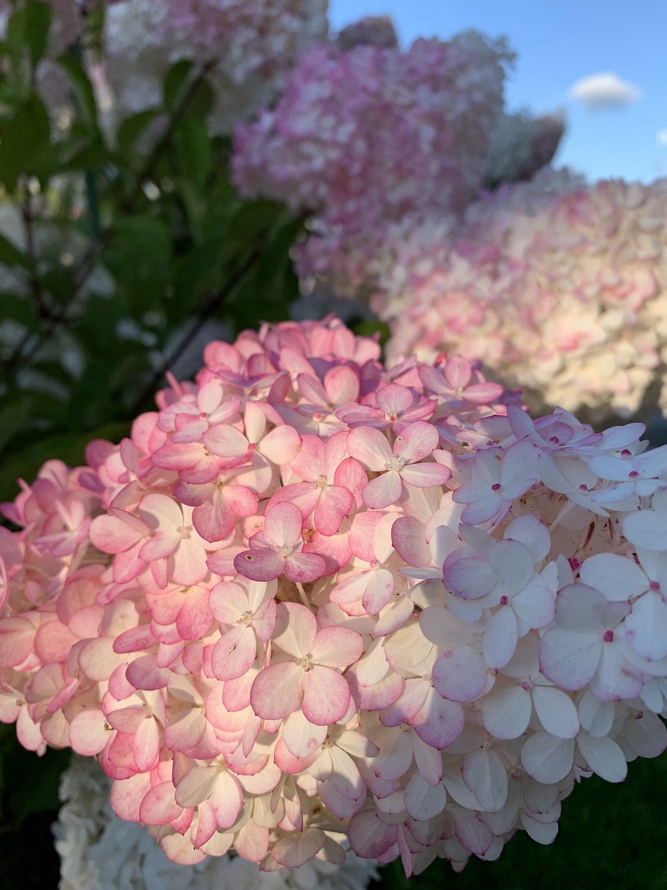 Hortensie Strauch Pflanze - Kostenloses Foto auf Pixabay - Pixabay