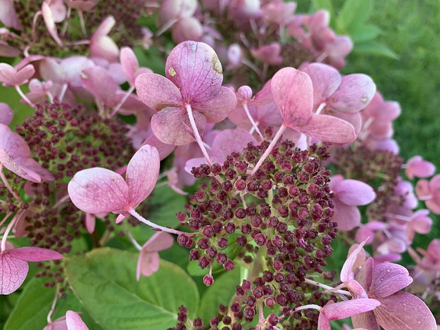 Pinkywinky Hydrangea Puutarha - Ilmainen valokuva Pixabayssa - Pixabay