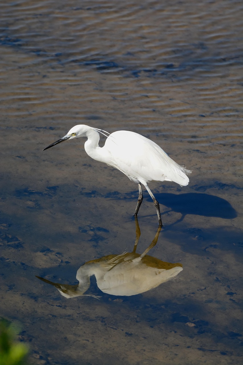 Oiseau Aigrette Ornithologie - Photo gratuite sur Pixabay