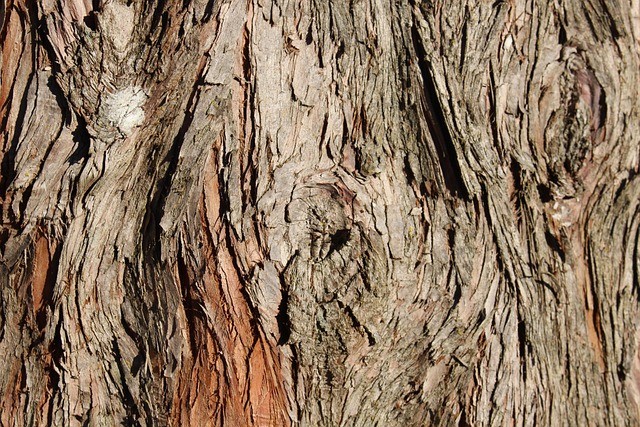 Natureza Textura Árvore - Foto gratuita no Pixabay - Pixabay